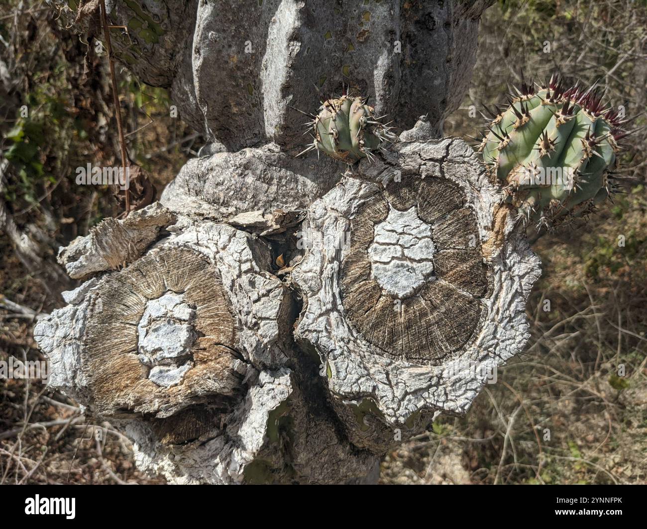 Indian Comb (Pachycereus pecten-aboriginum Stock Photo - Alamy