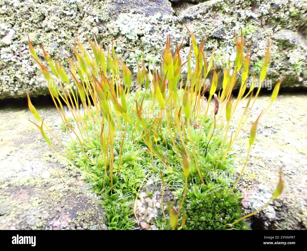 Wall Screw-moss (Tortula muralis Stock Photo - Alamy