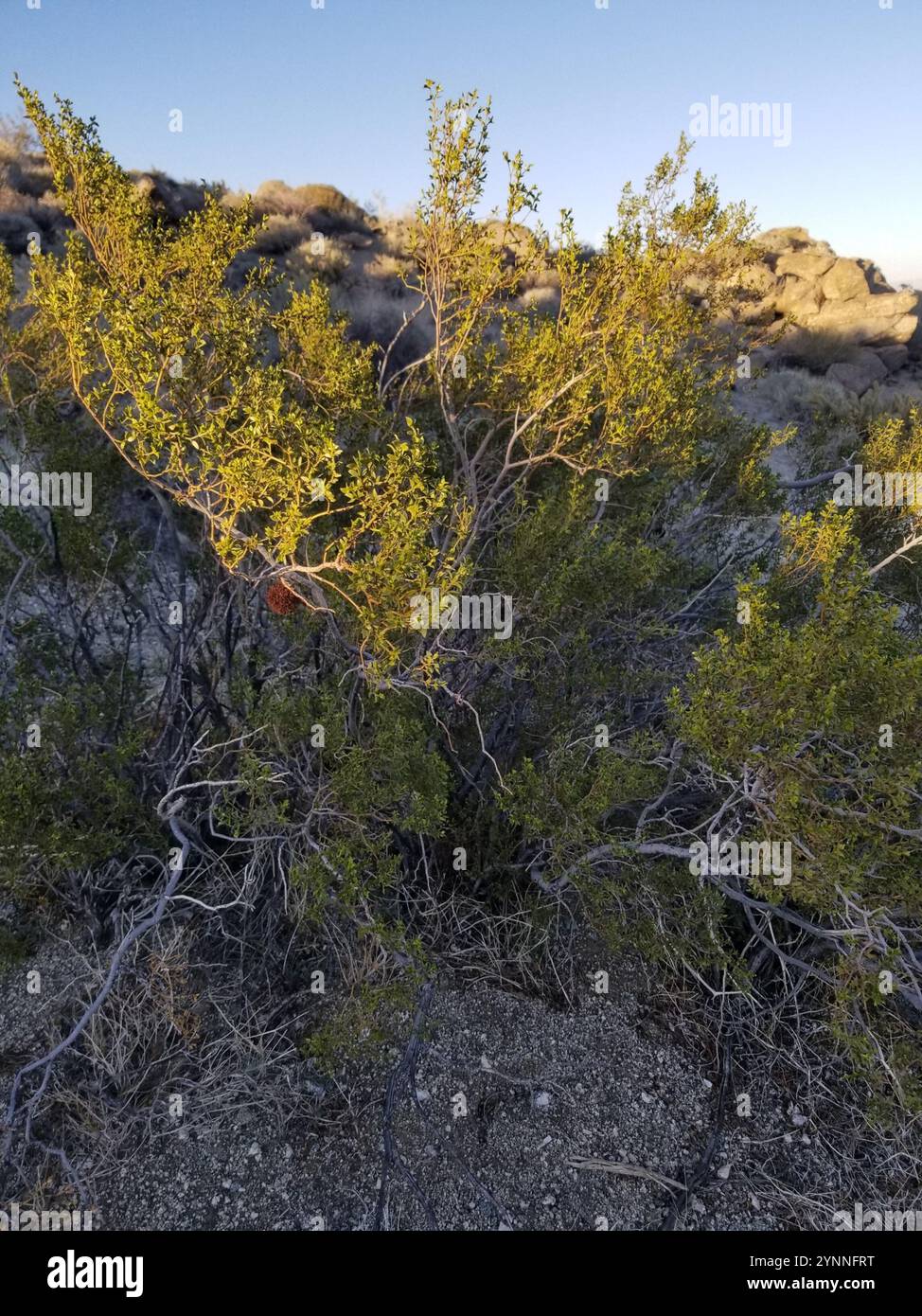 Creosote Bush (Larrea tridentata Stock Photo - Alamy