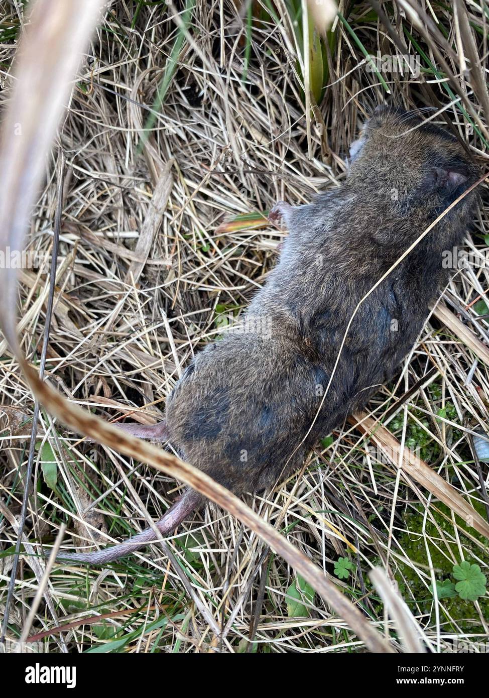 Voles, Lemmings, and Muskrats (Arvicolinae Stock Photo - Alamy