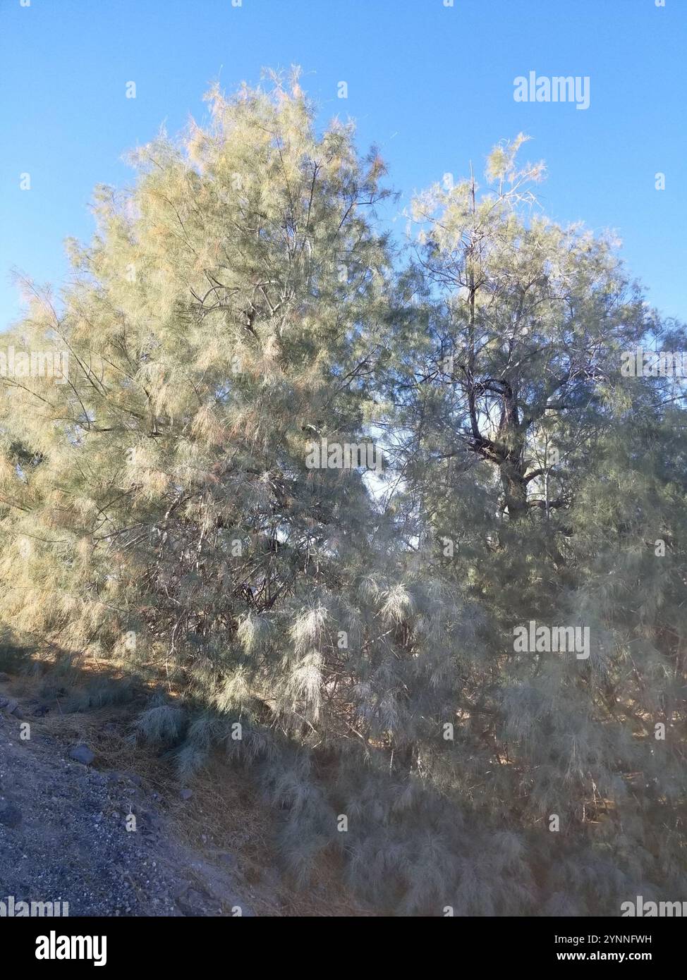 athel tamarisk (Tamarix aphylla Stock Photo - Alamy