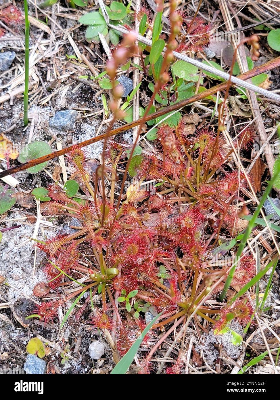 Pink Sundew (Drosera capillaris Stock Photo - Alamy