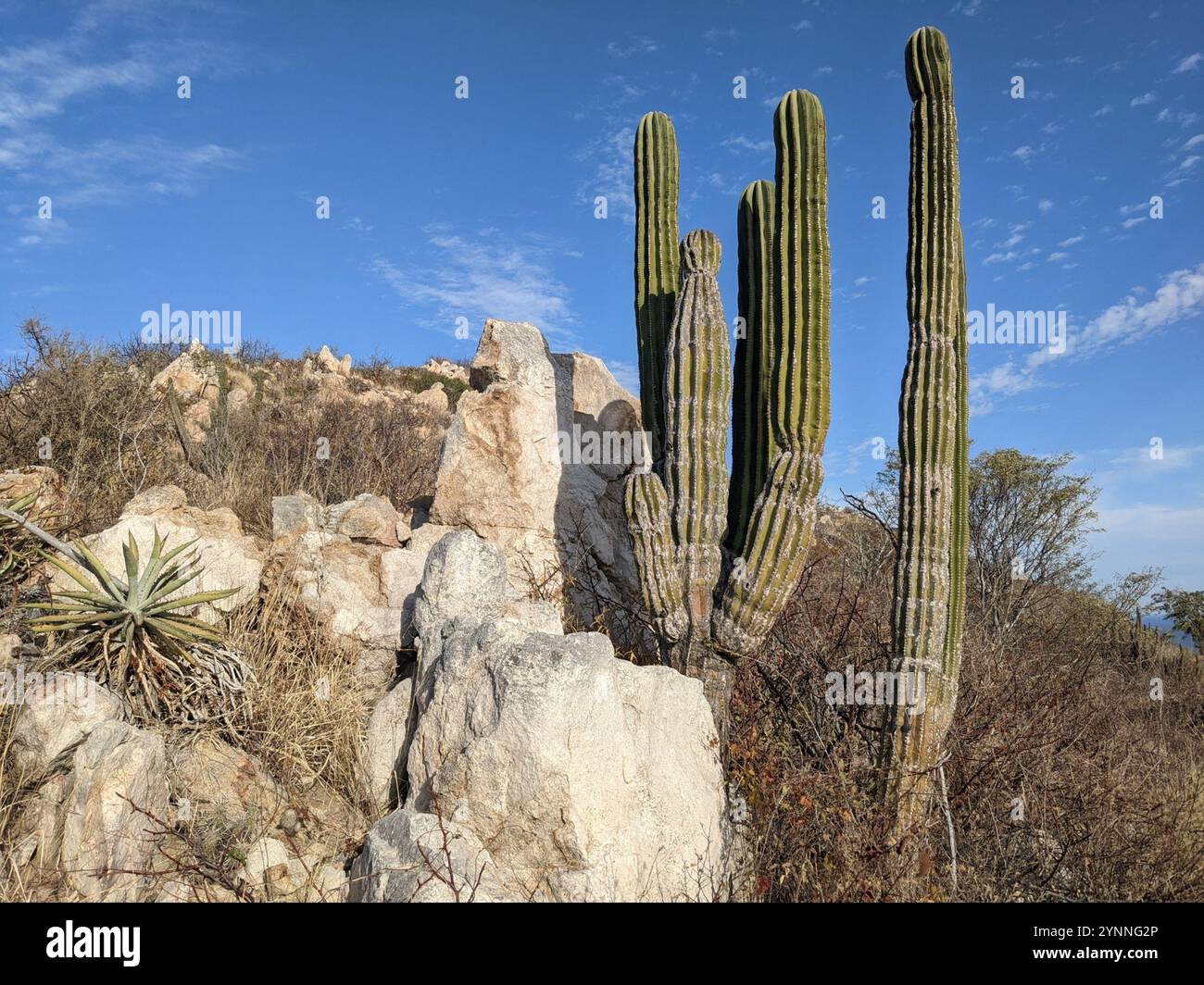 Mexican Giant Cactus (Pachycereus pringlei Stock Photo - Alamy