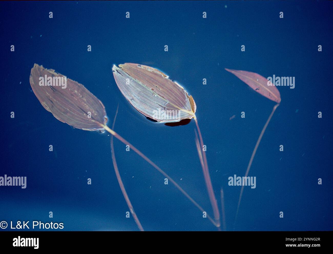 floating-leaved pondweed (Potamogeton natans Stock Photo - Alamy