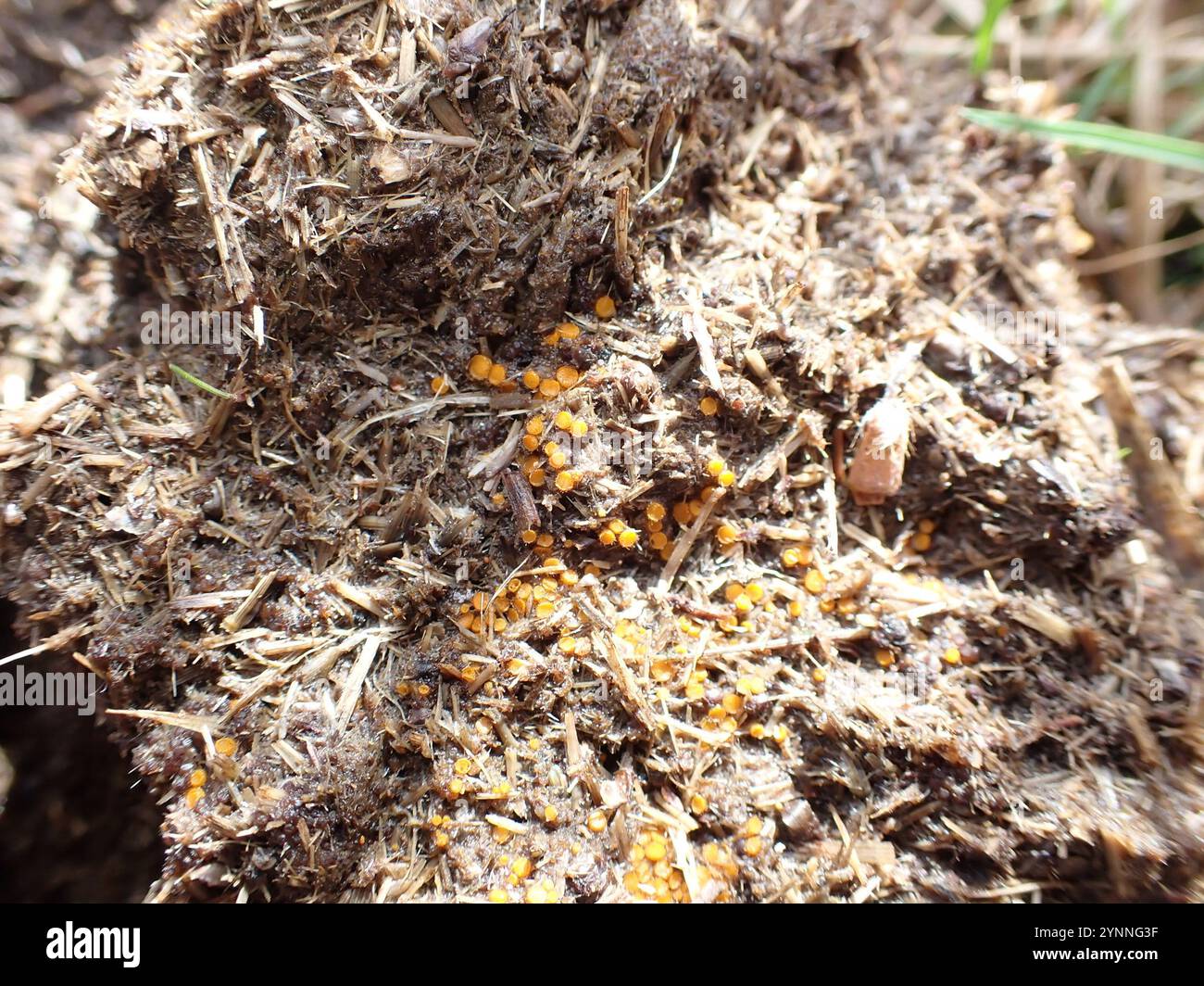 Coprinaria hi-res stock photography and images - Alamy