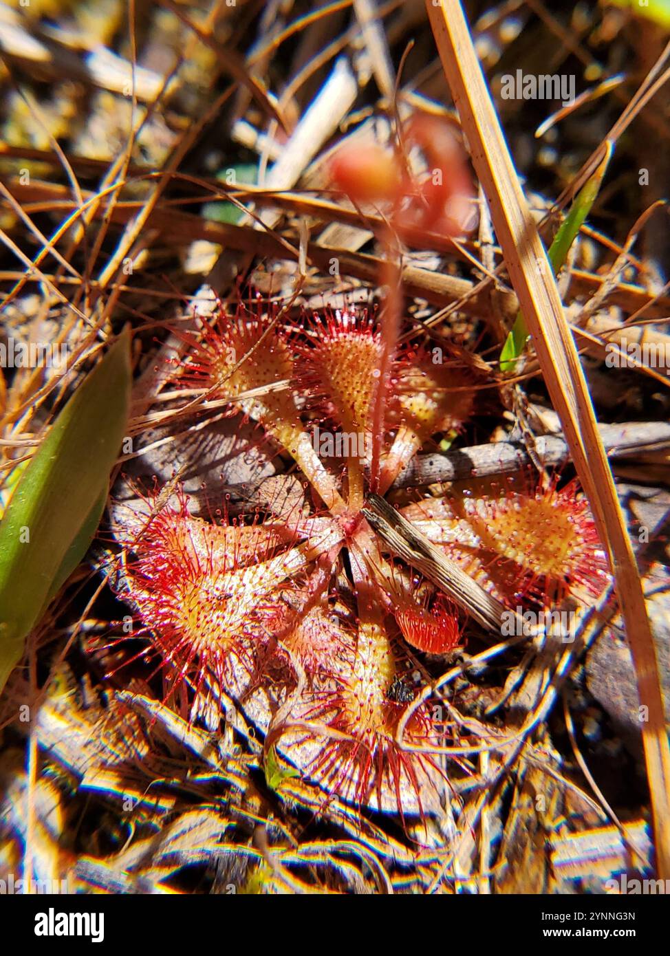 dwarf sundew (Drosera brevifolia Stock Photo - Alamy