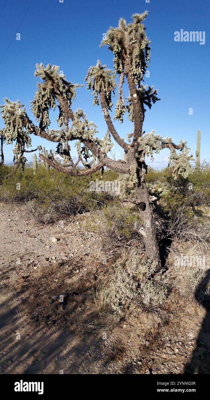Chain-fruit Cholla (Cylindropuntia fulgida Stock Photo - Alamy