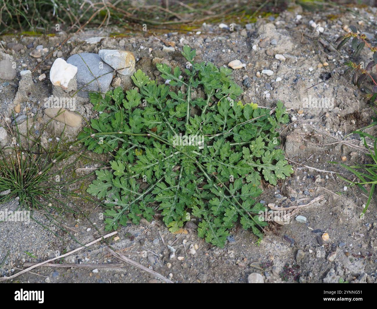 Santa Maria feverfew (Parthenium hysterophorus Stock Photo - Alamy