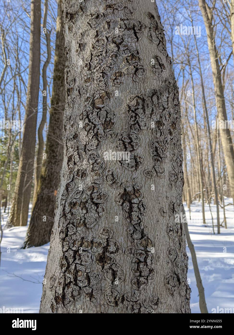 Beech Bark Canker Fungus (Neonectria faginata Stock Photo - Alamy