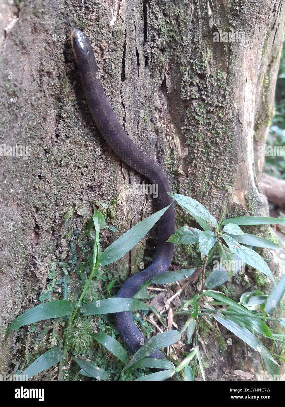 Ground Snakes (Atractus Stock Photo - Alamy