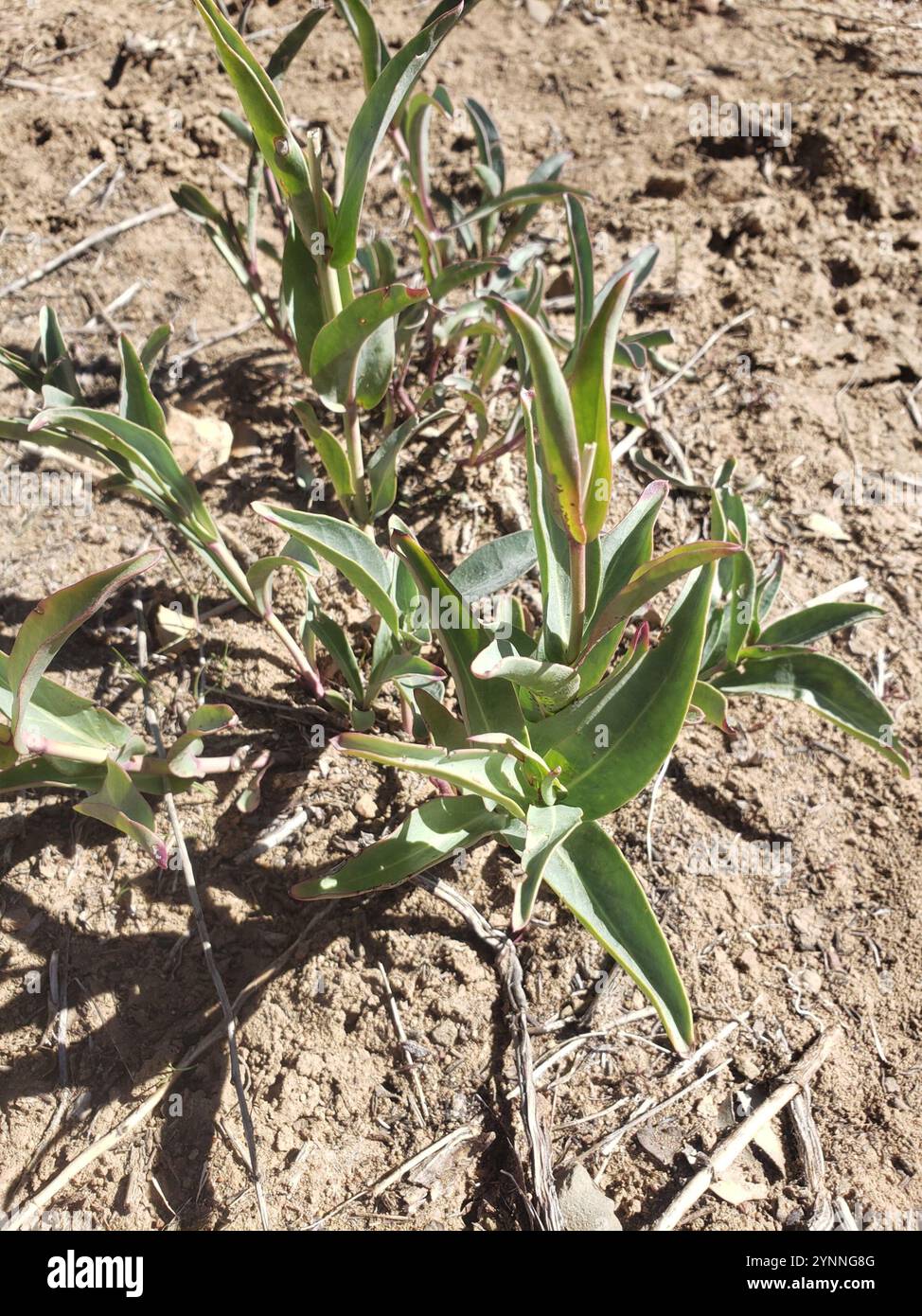 scarlet bugler (Penstemon centranthifolius Stock Photo - Alamy