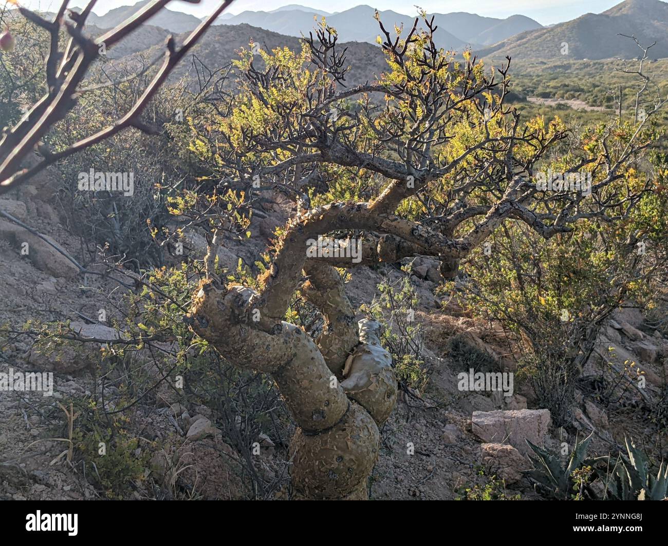 Elephant tree bursera microphylla hi-res stock photography and images ...