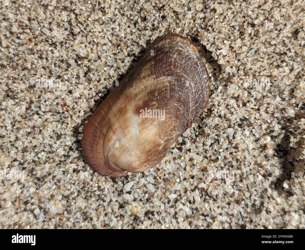 Barbatia hi-res stock photography and images - Alamy