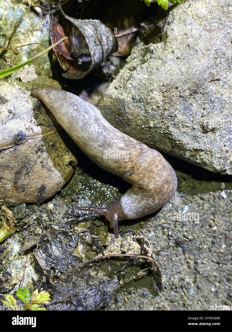 Milky Slug (Deroceras reticulatum Stock Photo - Alamy