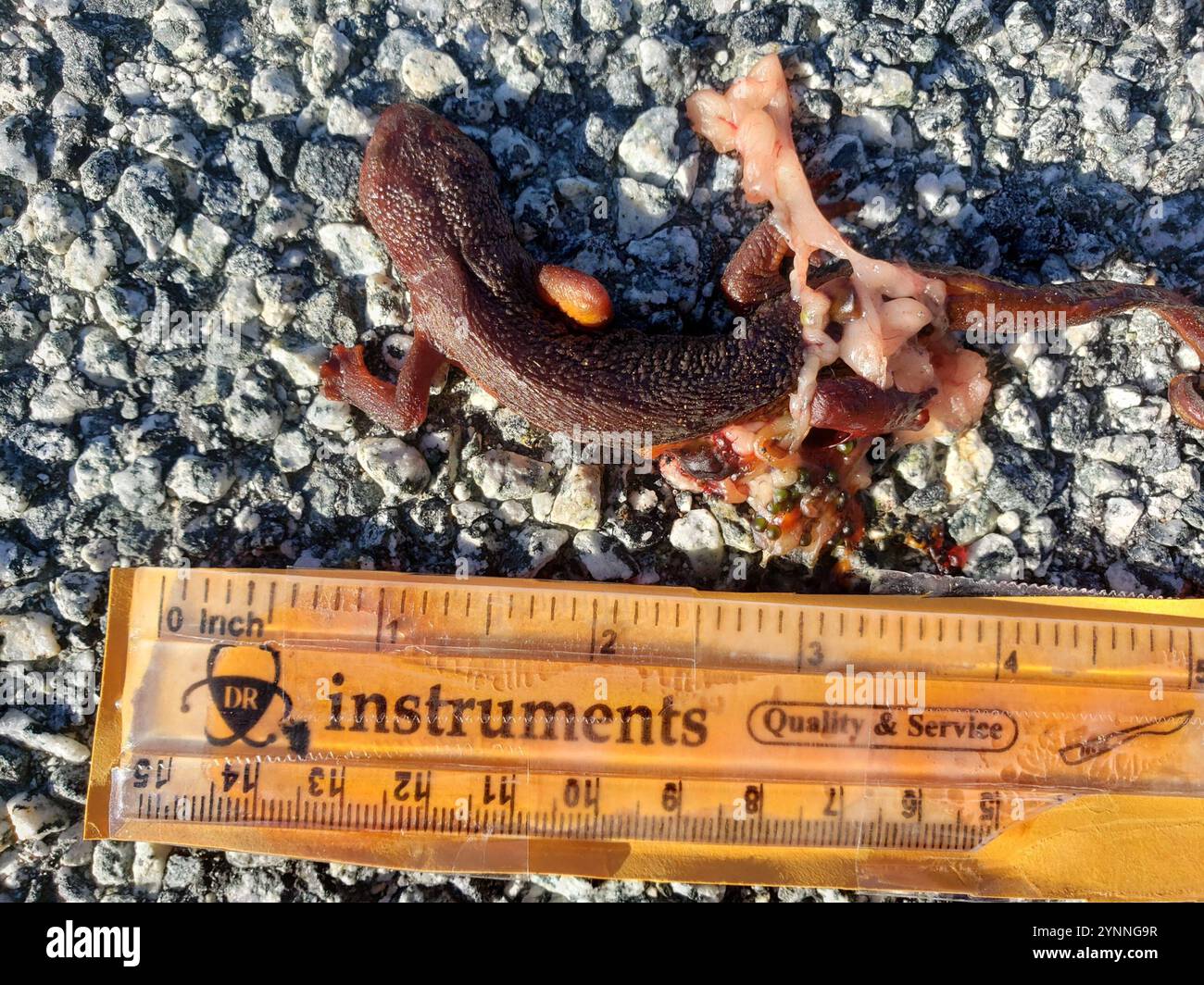 Pacific Newts (Taricha Stock Photo - Alamy