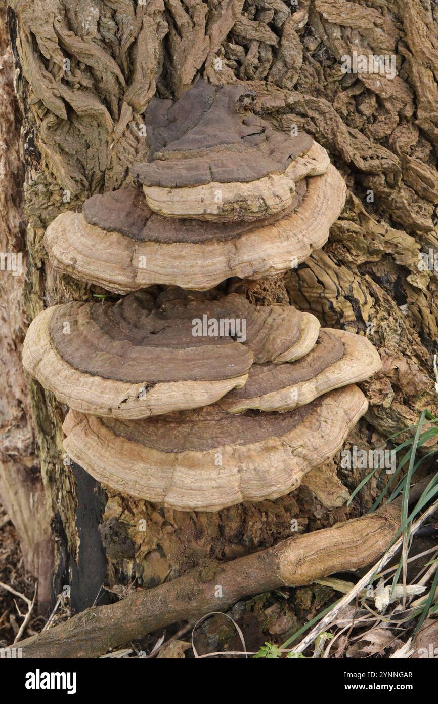 artist's bracket (Ganoderma applanatum Stock Photo - Alamy