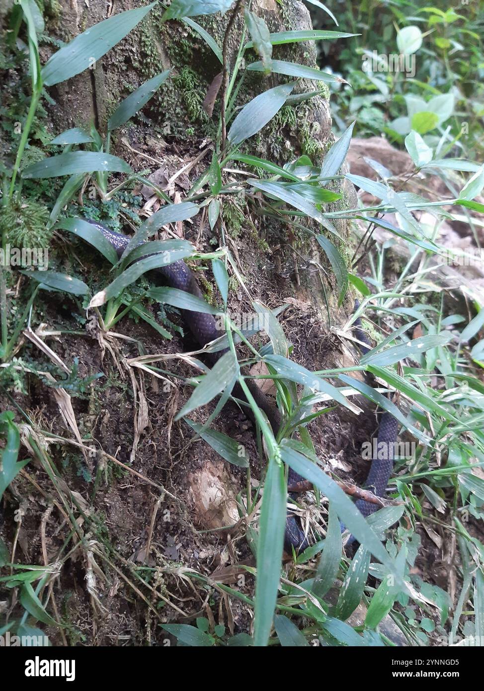 Ground Snakes (Atractus Stock Photo - Alamy