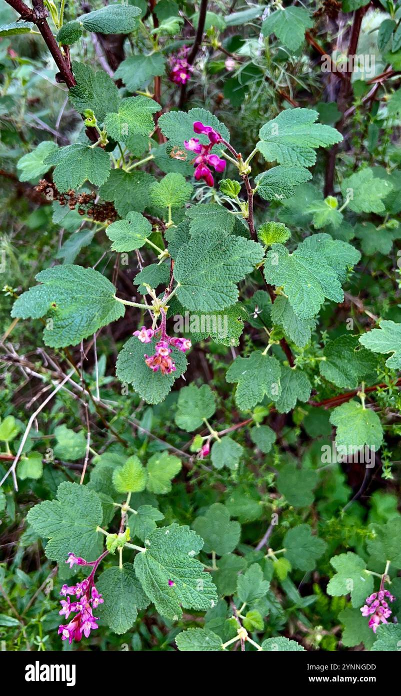 Chaparral Currant (Ribes malvaceum Stock Photo - Alamy