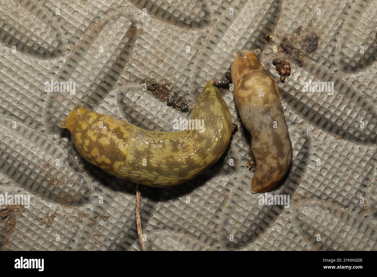 Green Cellar Slug (Limacus maculatus Stock Photo - Alamy