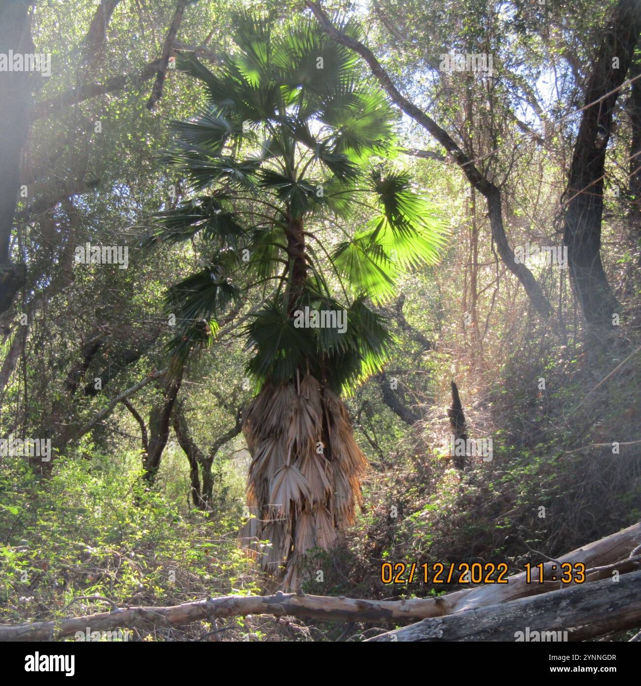 Mexican Fan Palm (Washingtonia robusta Stock Photo - Alamy