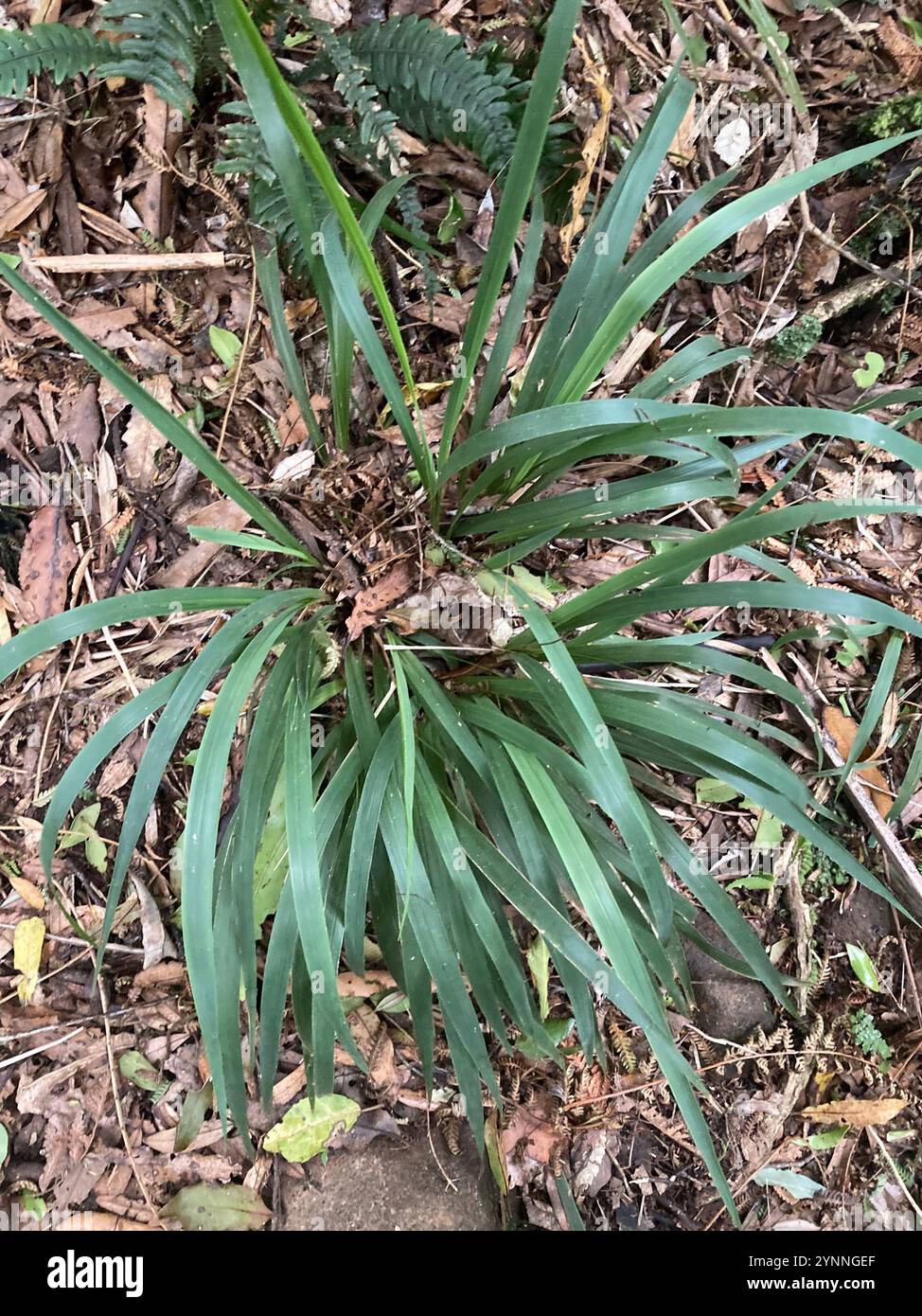 bush rice grass (Ehrharta diplax Stock Photo - Alamy