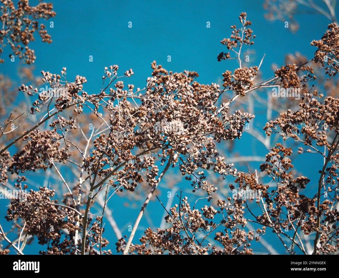 Subcostate Crape Myrtle (Lagerstroemia subcostata Stock Photo - Alamy