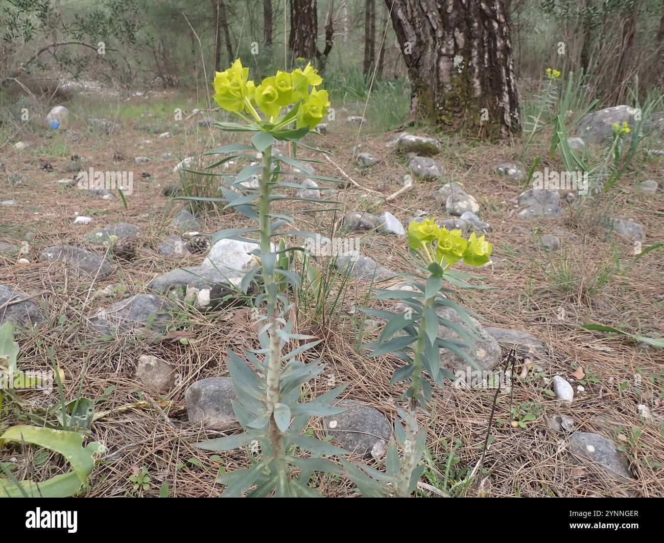 Gopher plant (Euphorbia rigida Stock Photo - Alamy