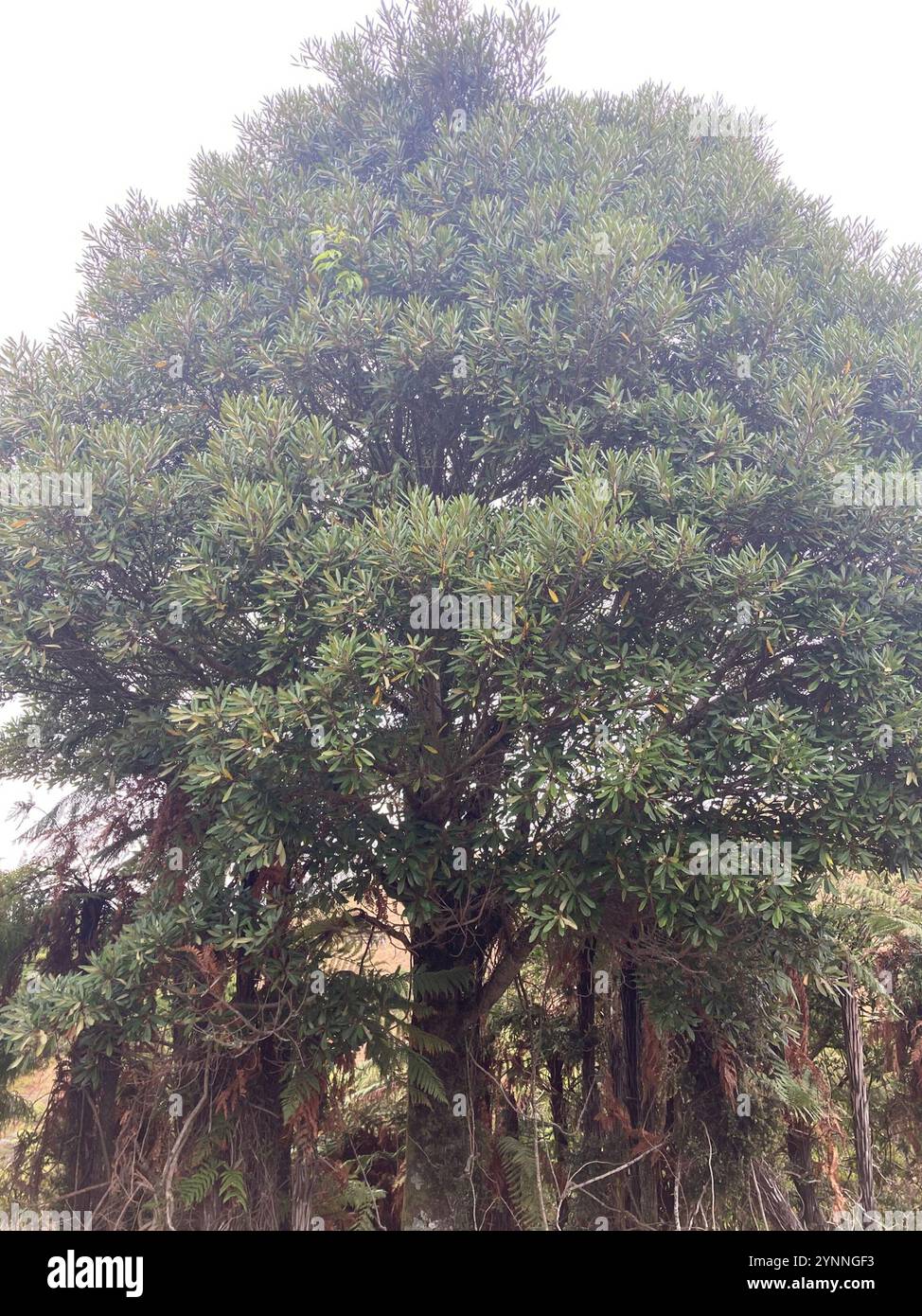 Elaeocarpus dentatus hi-res stock photography and images - Alamy