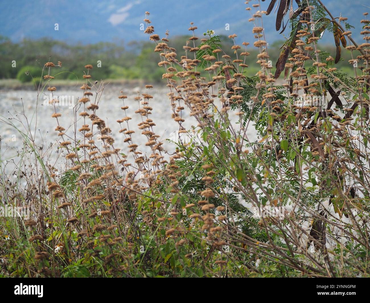 Common Bluebeard (Caryopteris incana Stock Photo - Alamy
