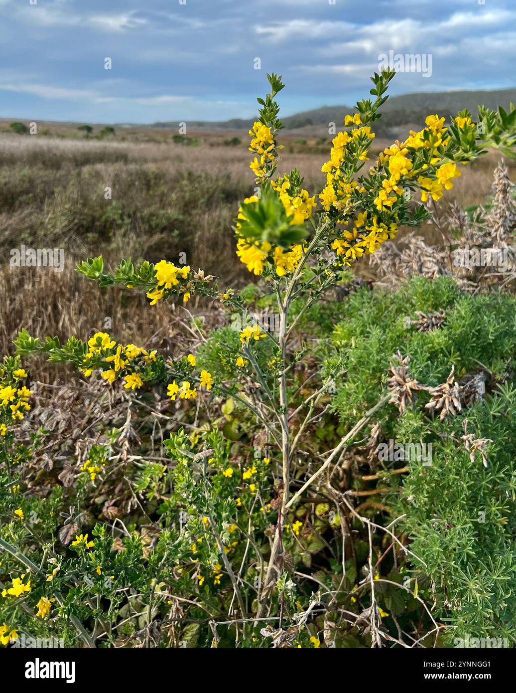 French broom (Genista monspessulana Stock Photo - Alamy