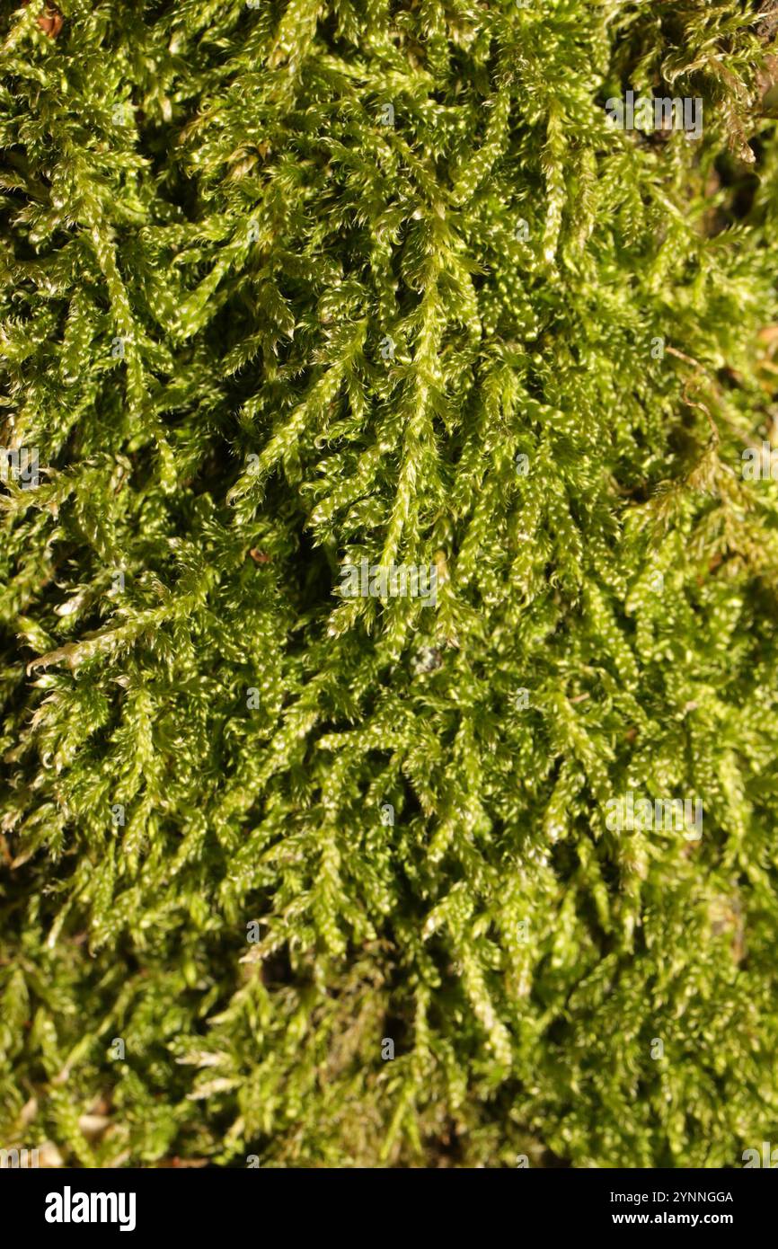 Cypress-leaved Plait-moss (Hypnum cupressiforme Stock Photo - Alamy