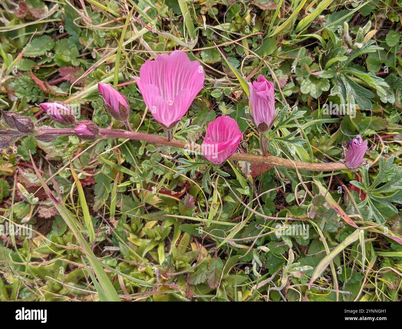 checkerbloom (Sidalcea malviflora Stock Photo - Alamy