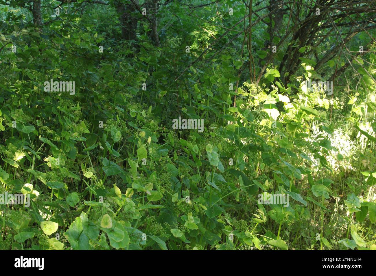 Perfoliate Alexanders (Smyrnium perfoliatum Stock Photo - Alamy