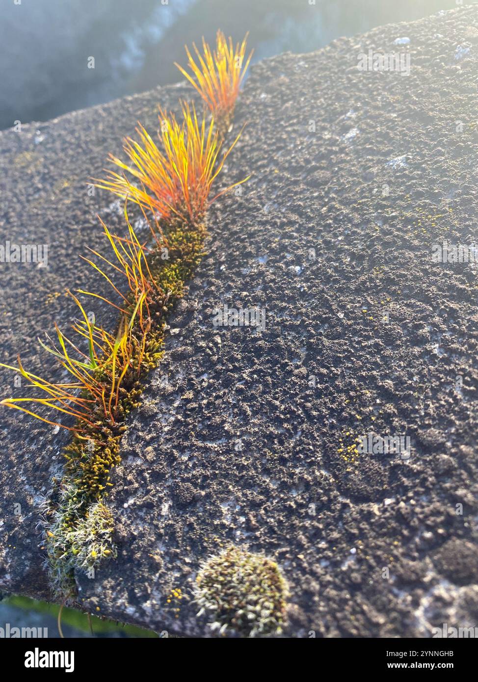 Wall Screw-moss (Tortula muralis Stock Photo - Alamy