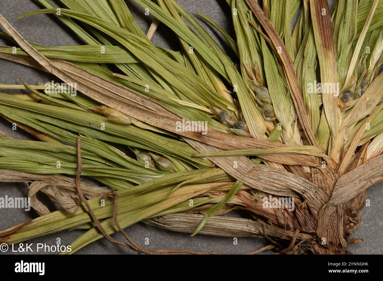 shaved sedge (Carex tonsa Stock Photo - Alamy
