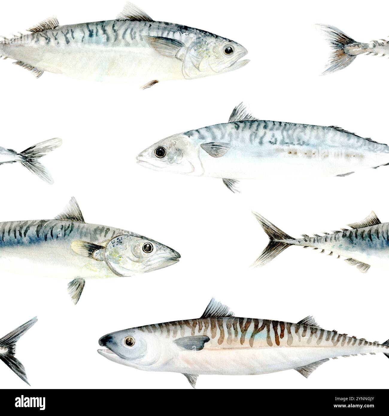 Mackerel Fish. Seamless pattern. Illustration hand drawn in watercolor ...