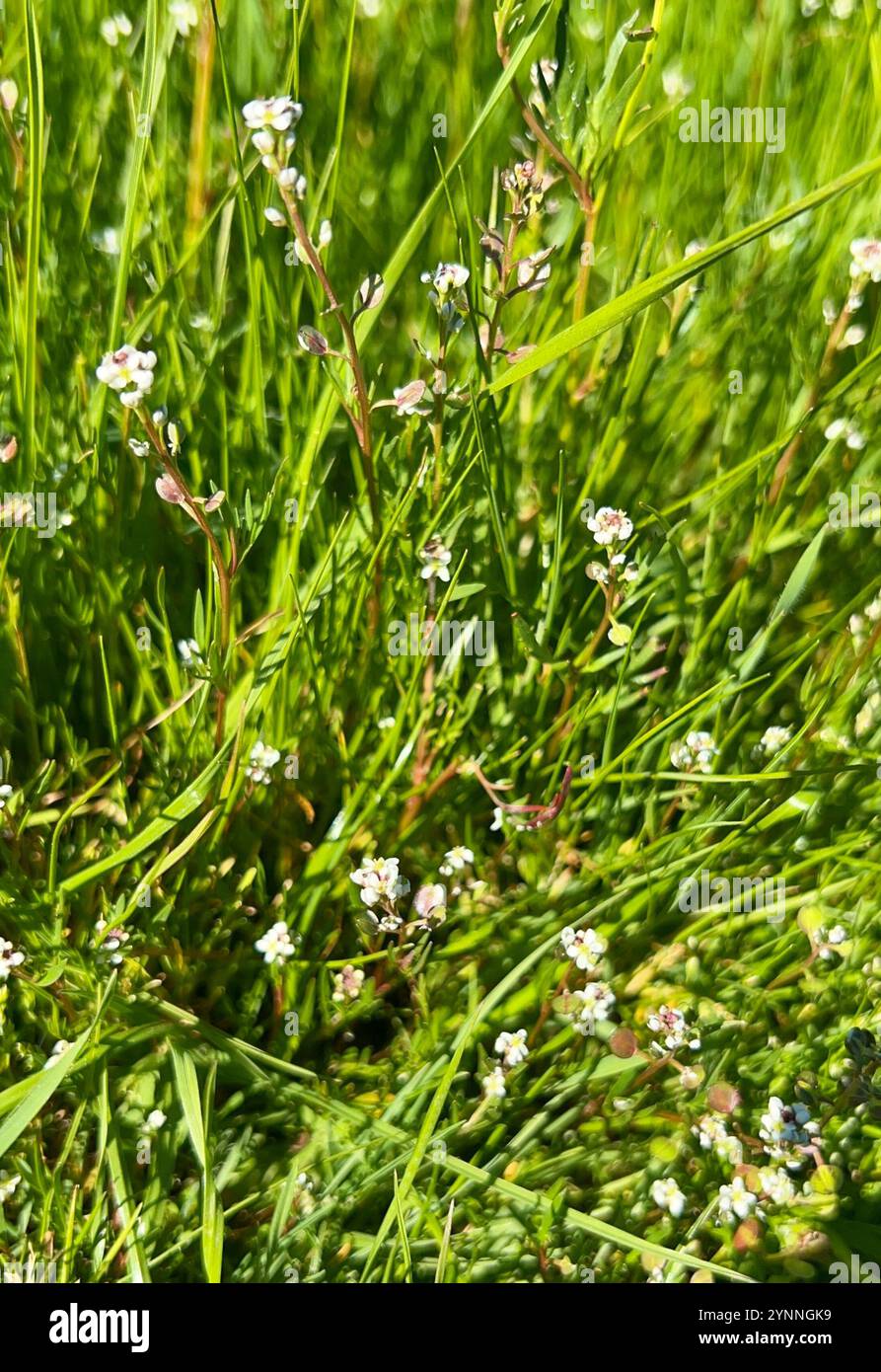 Shining Pepperweed (Lepidium nitidum Stock Photo - Alamy