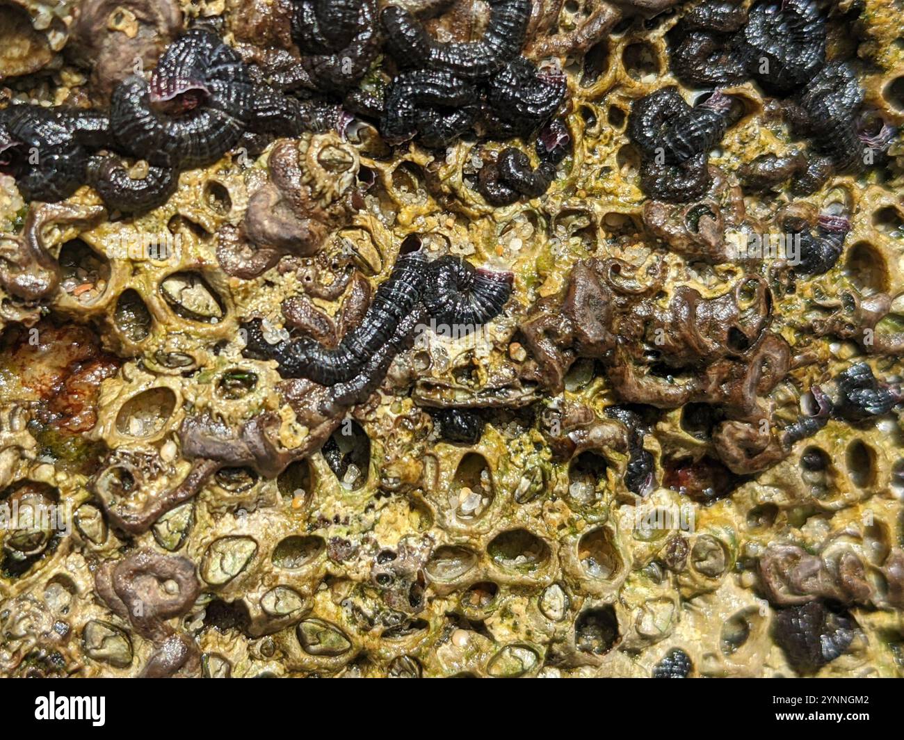 Vermetidae hi-res stock photography and images - Alamy