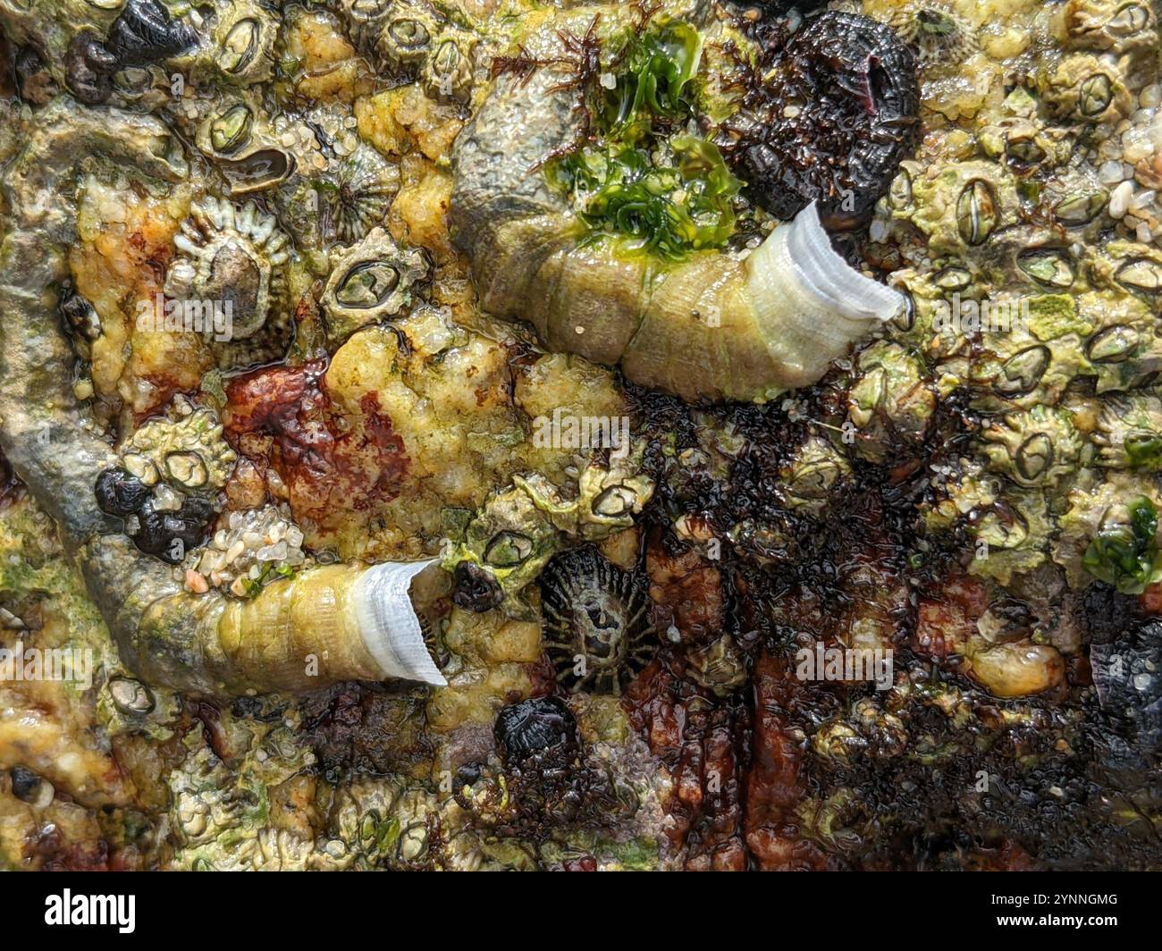 Thylacodes hi-res stock photography and images - Alamy