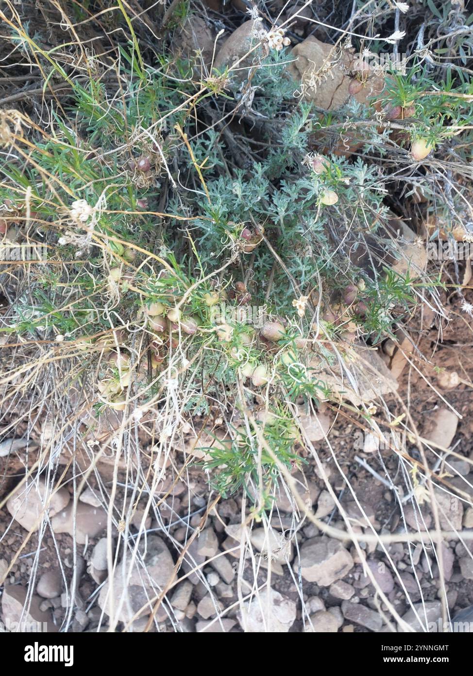 Bladderpod (Cleomella arborea Stock Photo - Alamy