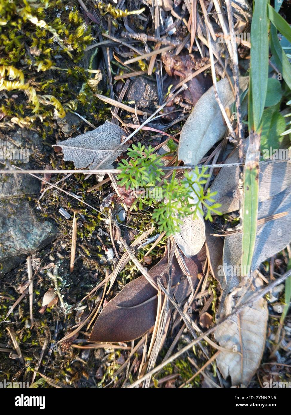 carrot family (Apiaceae Stock Photo - Alamy