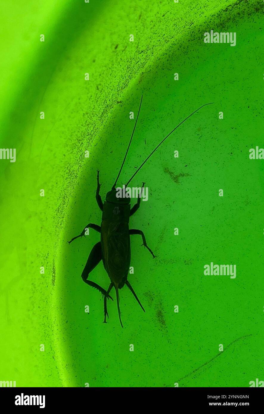 Teleogryllus hi-res stock photography and images - Alamy