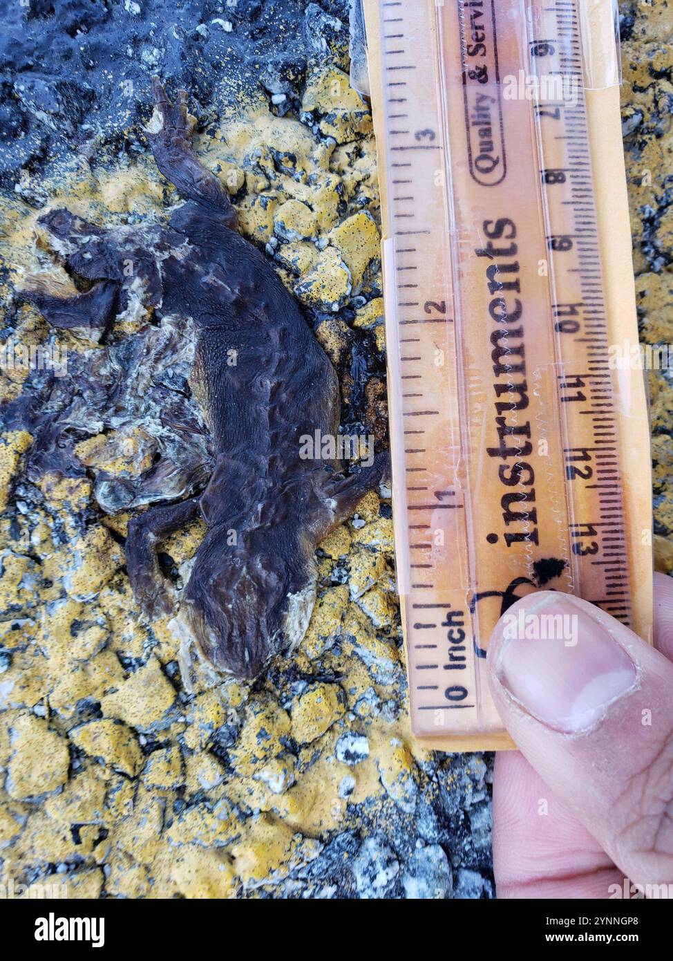 Pacific Newts (Taricha Stock Photo - Alamy