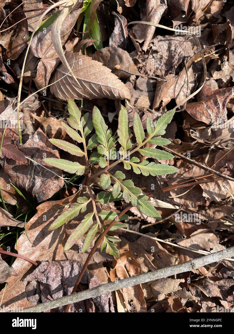 Cutleaf Grapefern (Sceptridium dissectum Stock Photo - Alamy