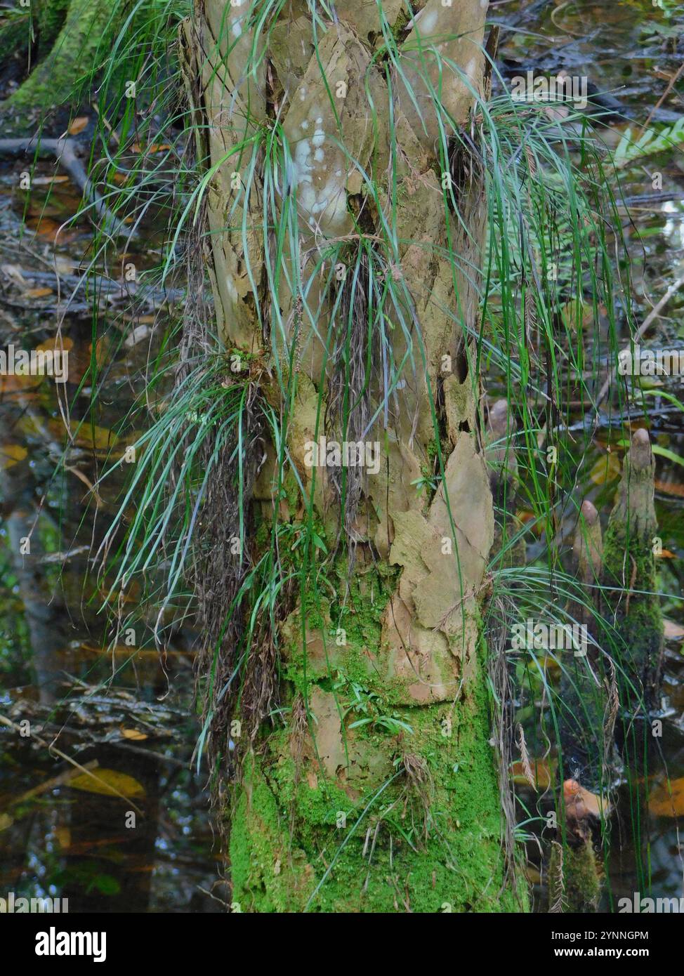 Shoestring Fern (Vittaria lineata Stock Photo - Alamy
