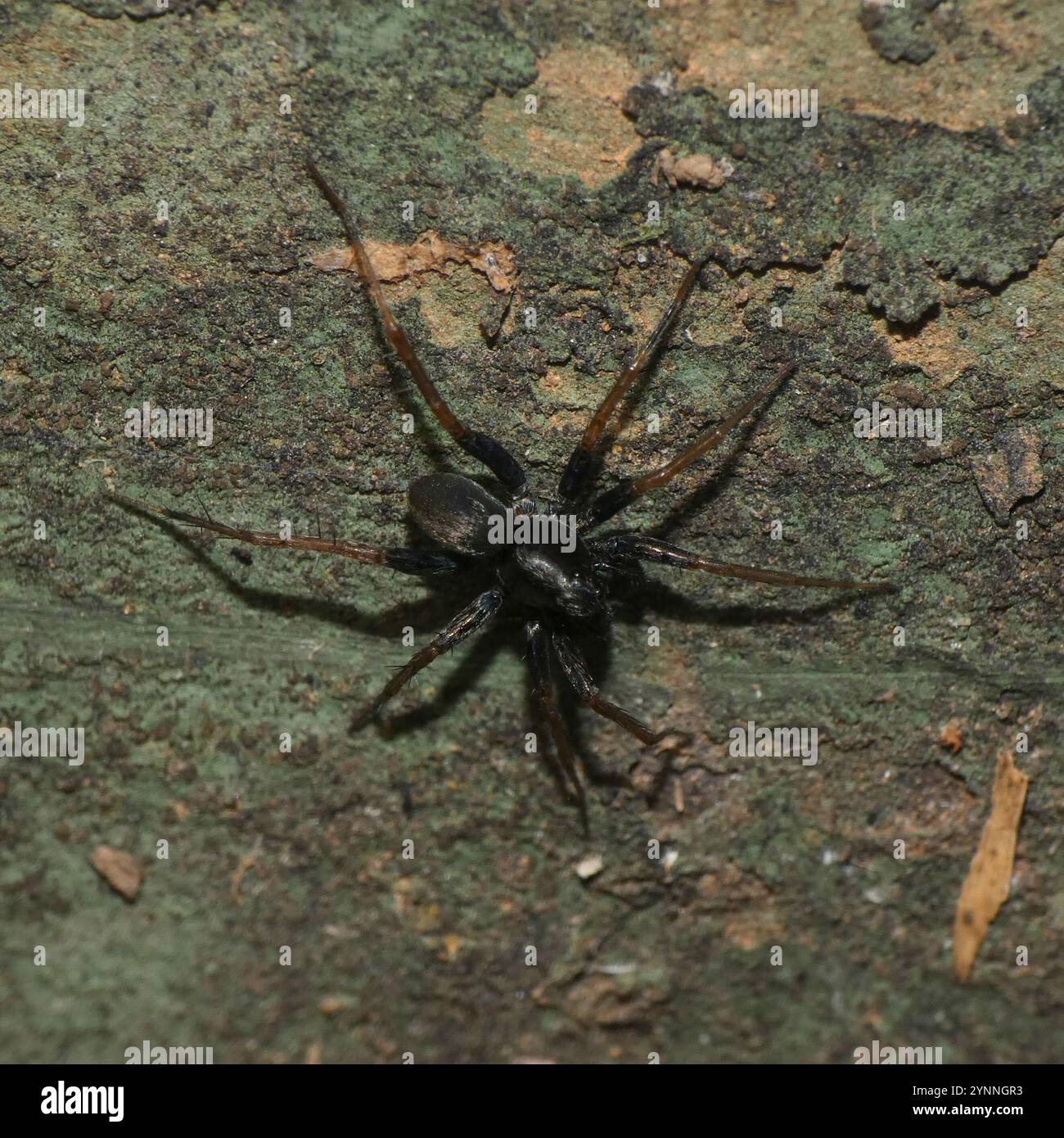 Wolf Spiders (Lycosidae Stock Photo - Alamy