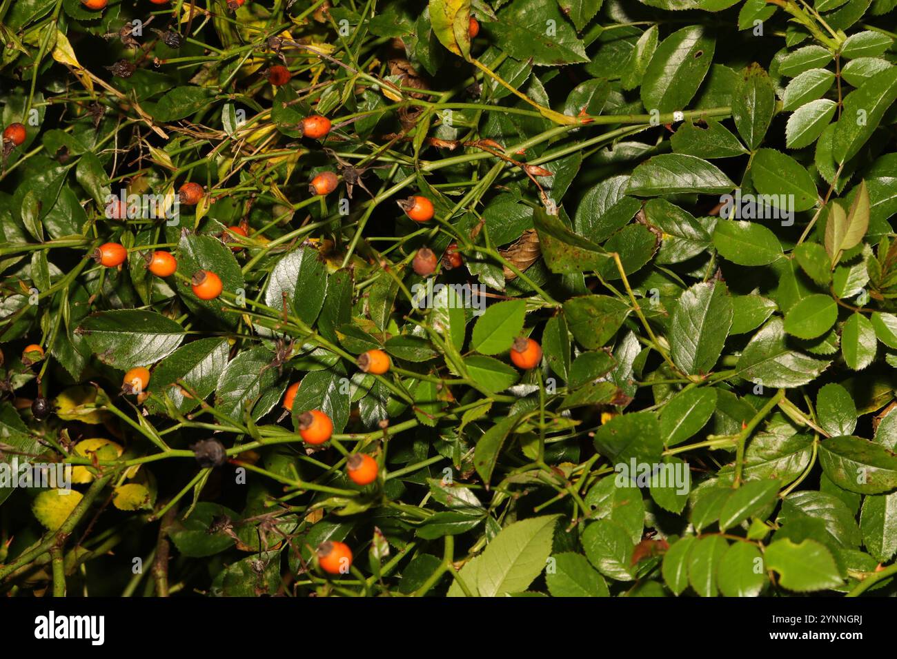multiflora rose (Rosa multiflora Stock Photo - Alamy