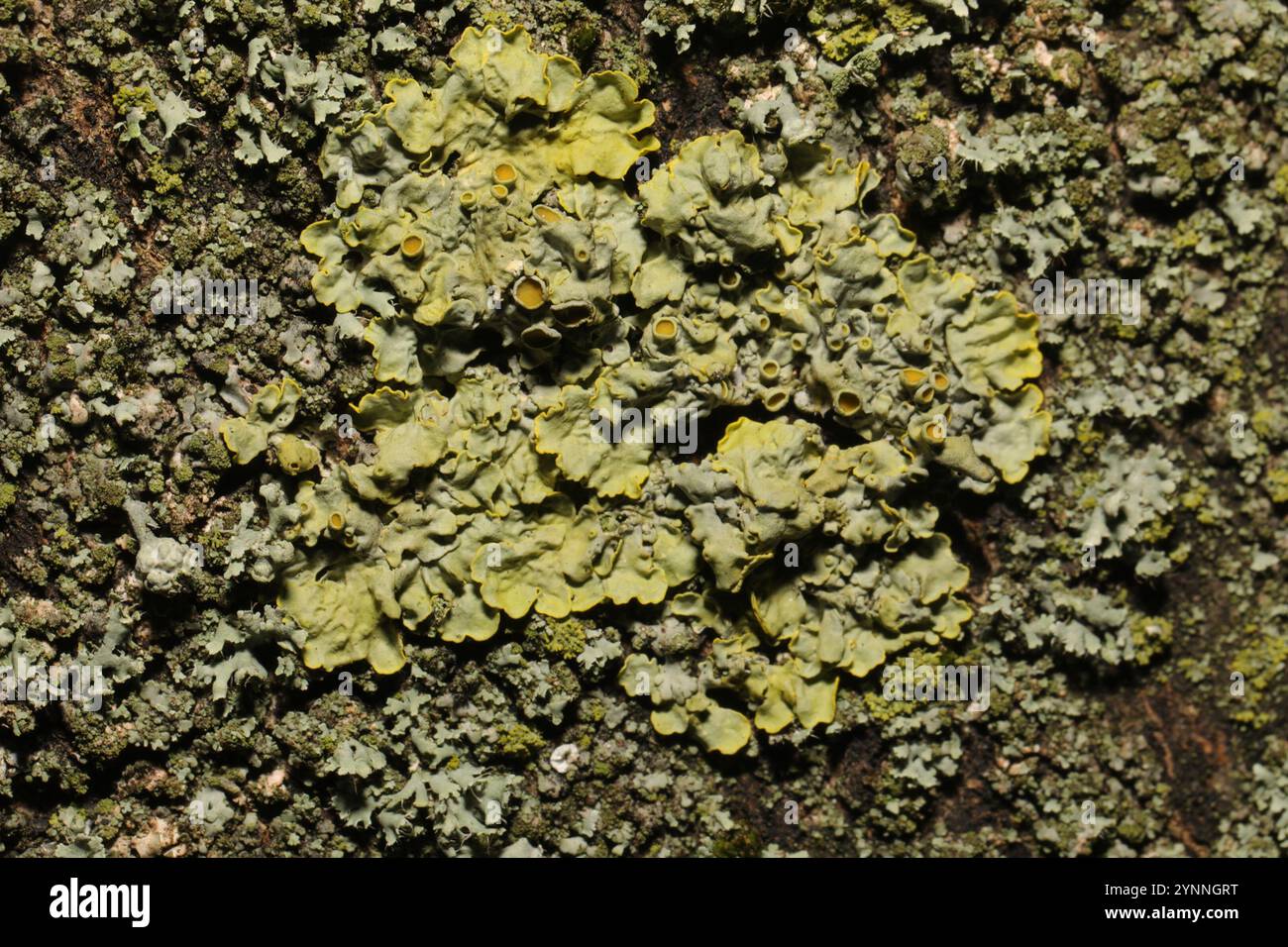 Common Sunburst Lichen (Xanthoria parietina Stock Photo - Alamy