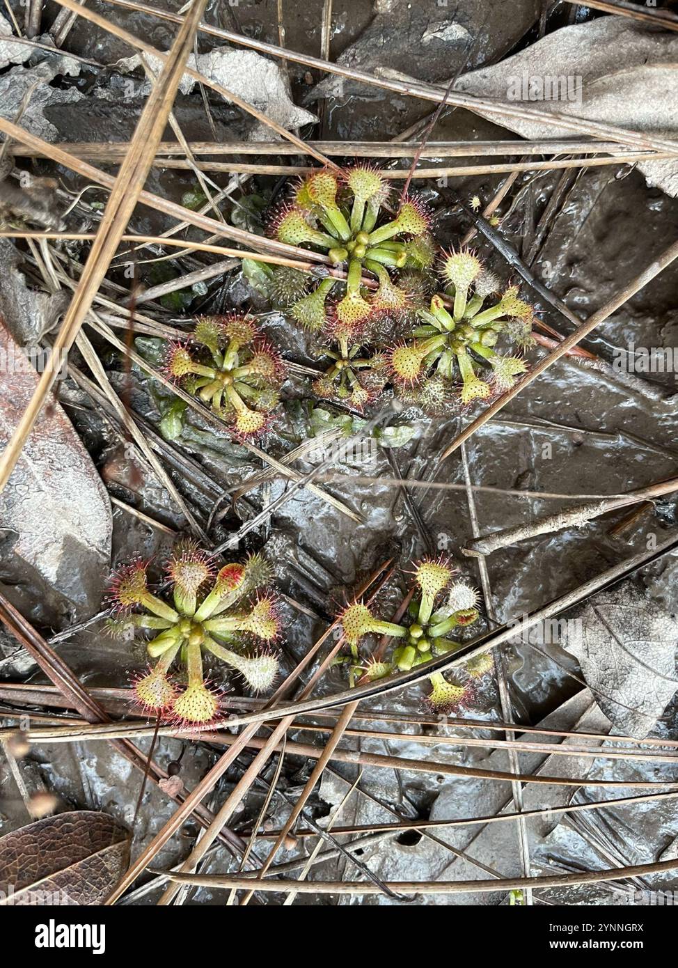Pink Sundew (Drosera capillaris Stock Photo - Alamy
