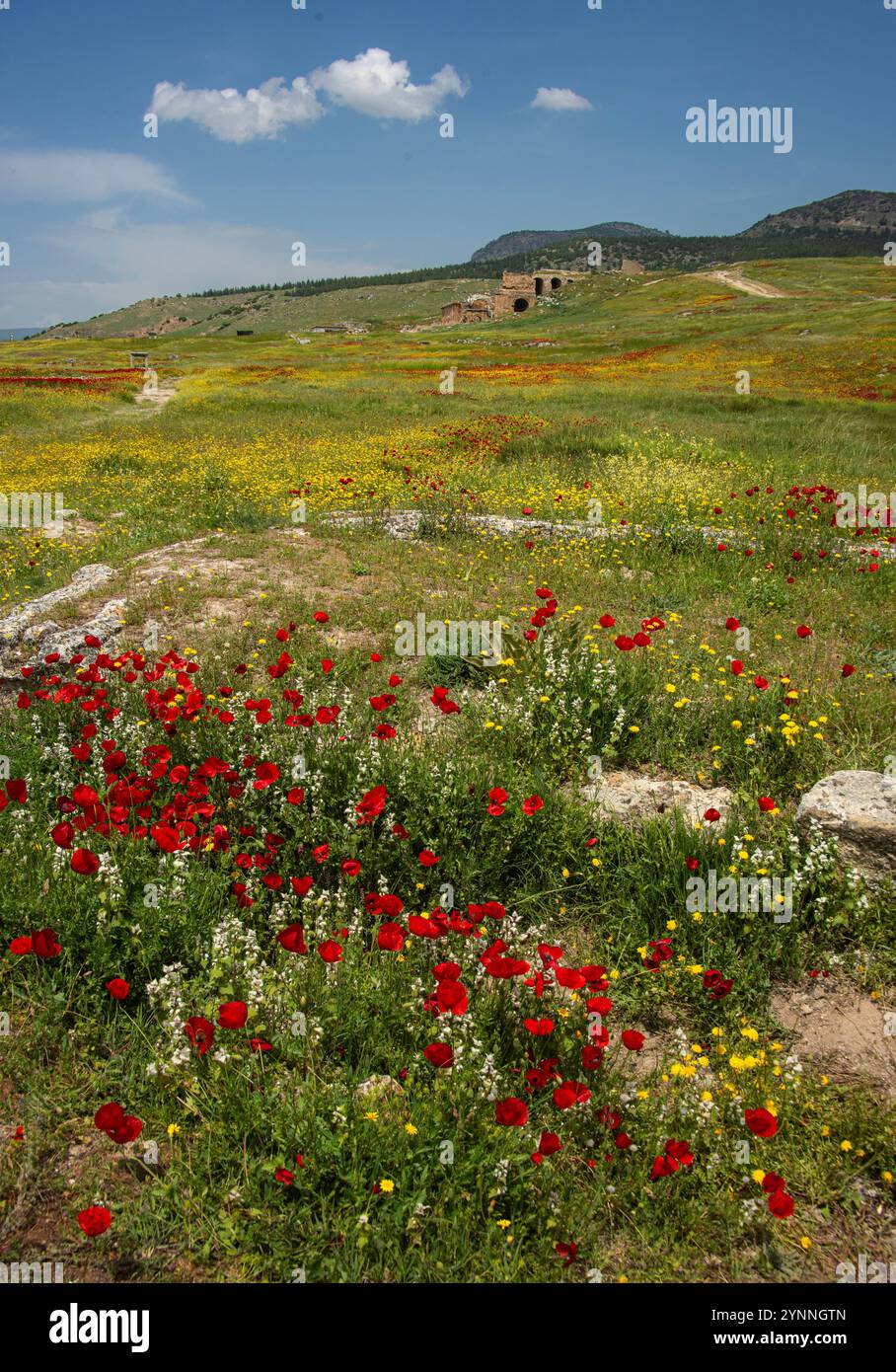 Red beautiful wild poppies hi-res stock photography and images - Alamy
